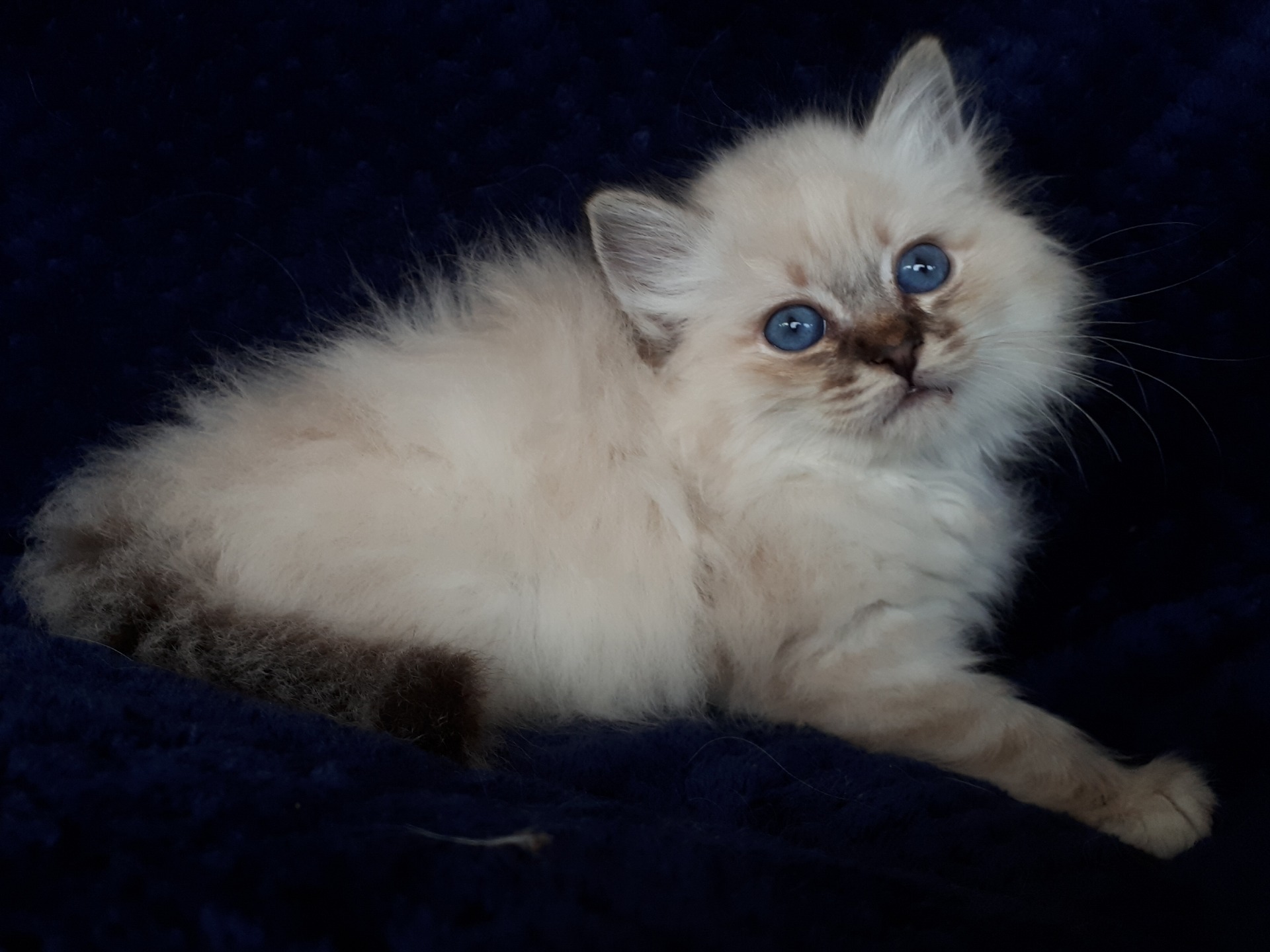 I Colori :: Sacri-di-birmania-sugarblue7